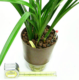 Cymbidium Success! - Grow Pots for Cymbidiums - EasyGroHydro